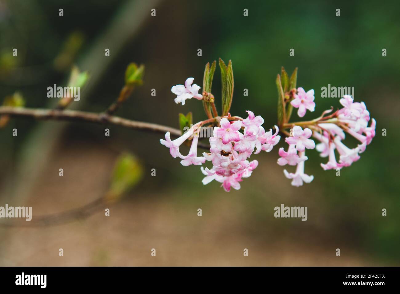 Early spring flowering shrub hi-res stock photography and images - Alamy