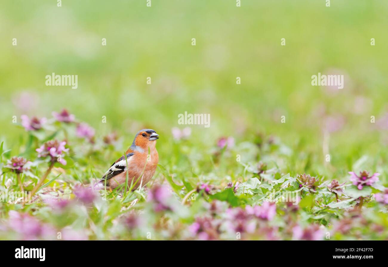 beautiful bird sings a song among spring flowers Stock Photo - Alamy