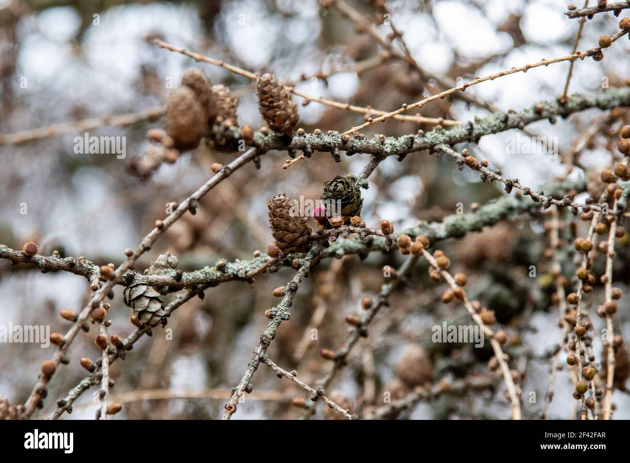 Larch Tree Cone High Resolution Stock Photography and Images - Alamy