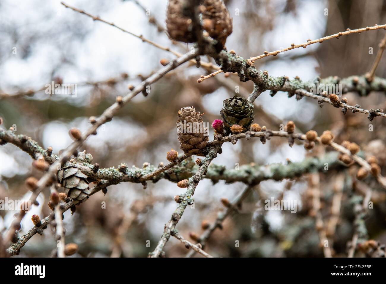 Larch Tree Cone High Resolution Stock Photography and Images - Alamy