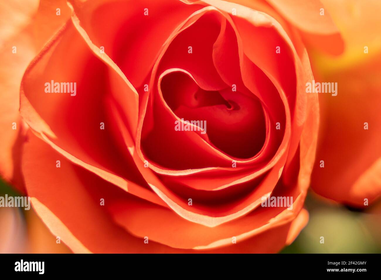 Season congratulations hi-res stock photography and images - Alamy