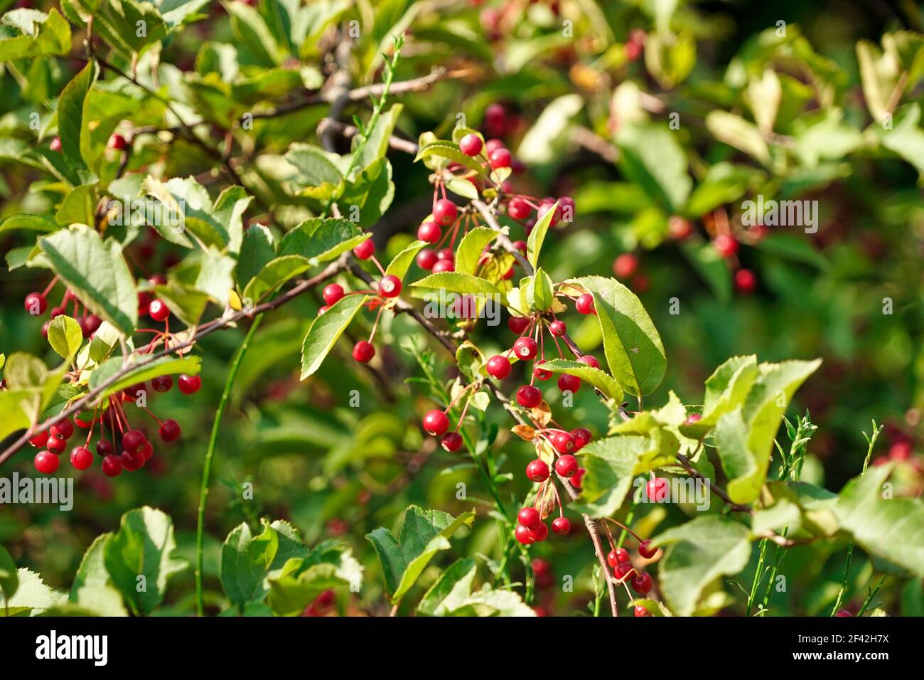 snowball bush with red berries and green leaves Stock Photo - Alamy