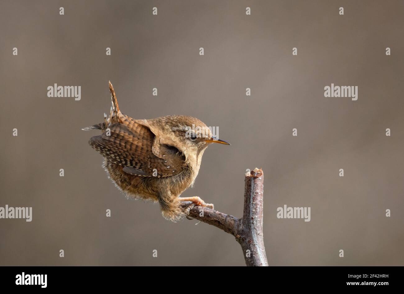 Wrens birds hi-res stock photography and images - Alamy