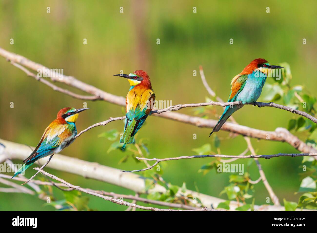 colorful spring birds sit on branches Stock Photo - Alamy