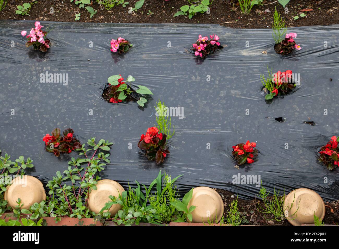 A flower beds covered with foil protection at garden Stock Photo - Alamy