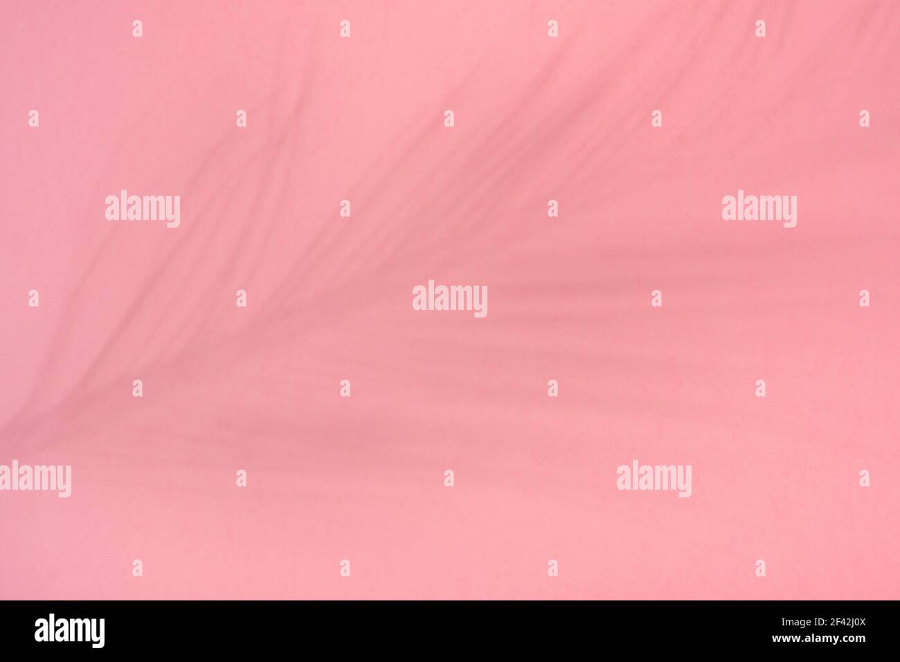 Palm tree leaf shadow on pink background. Pink paper surface with ...