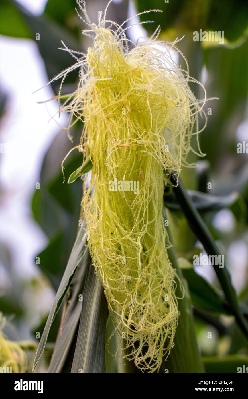 Long fibers hi-res stock photography and images - Alamy