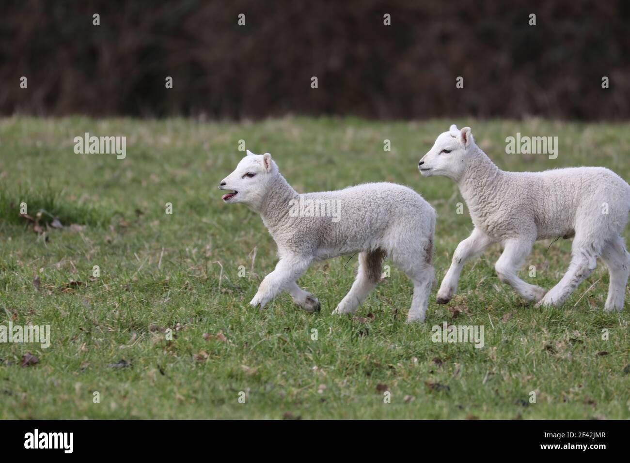 Lambs tail hi-res stock photography and images - Alamy