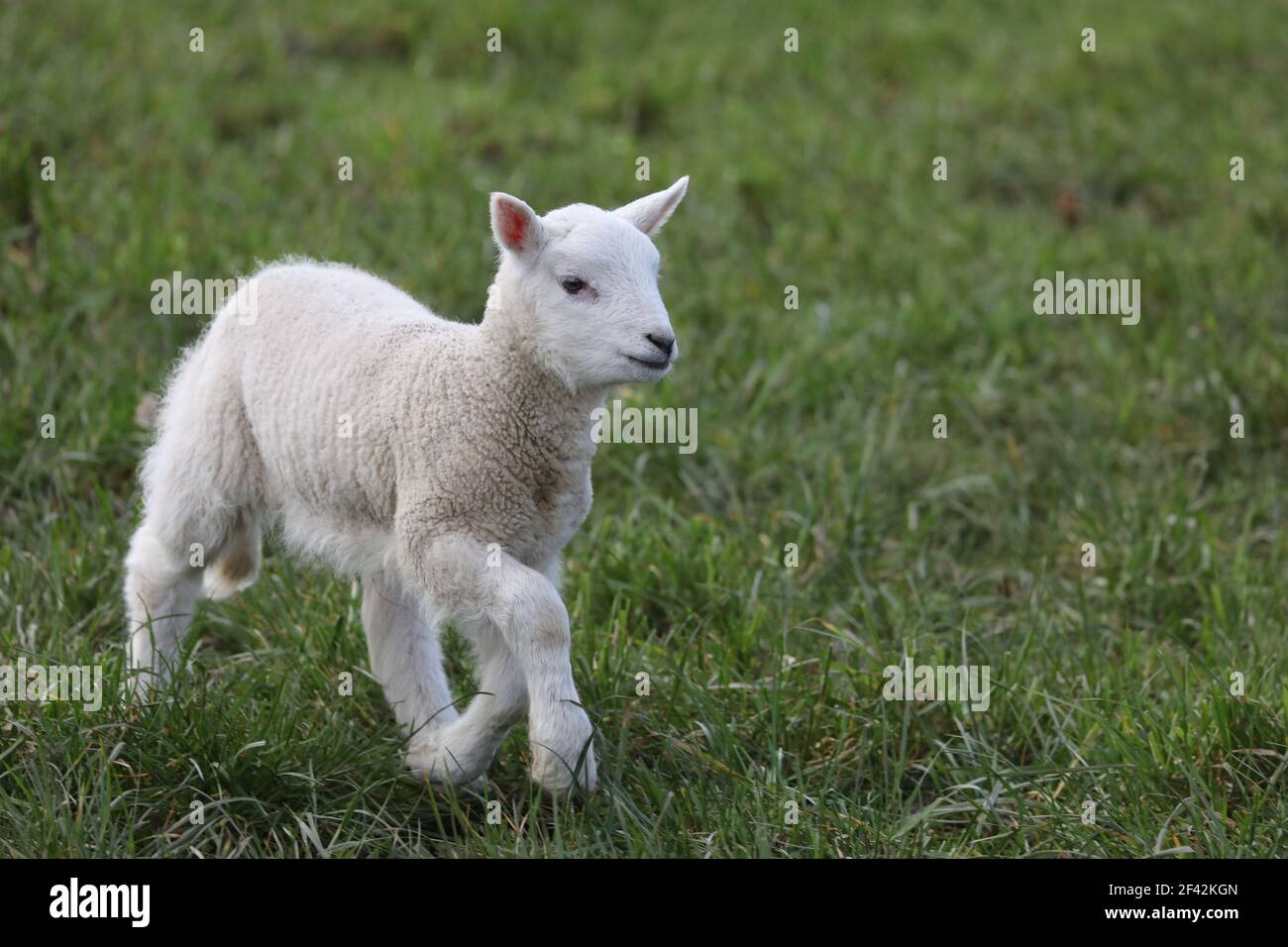 Lambs tail hi-res stock photography and images - Alamy