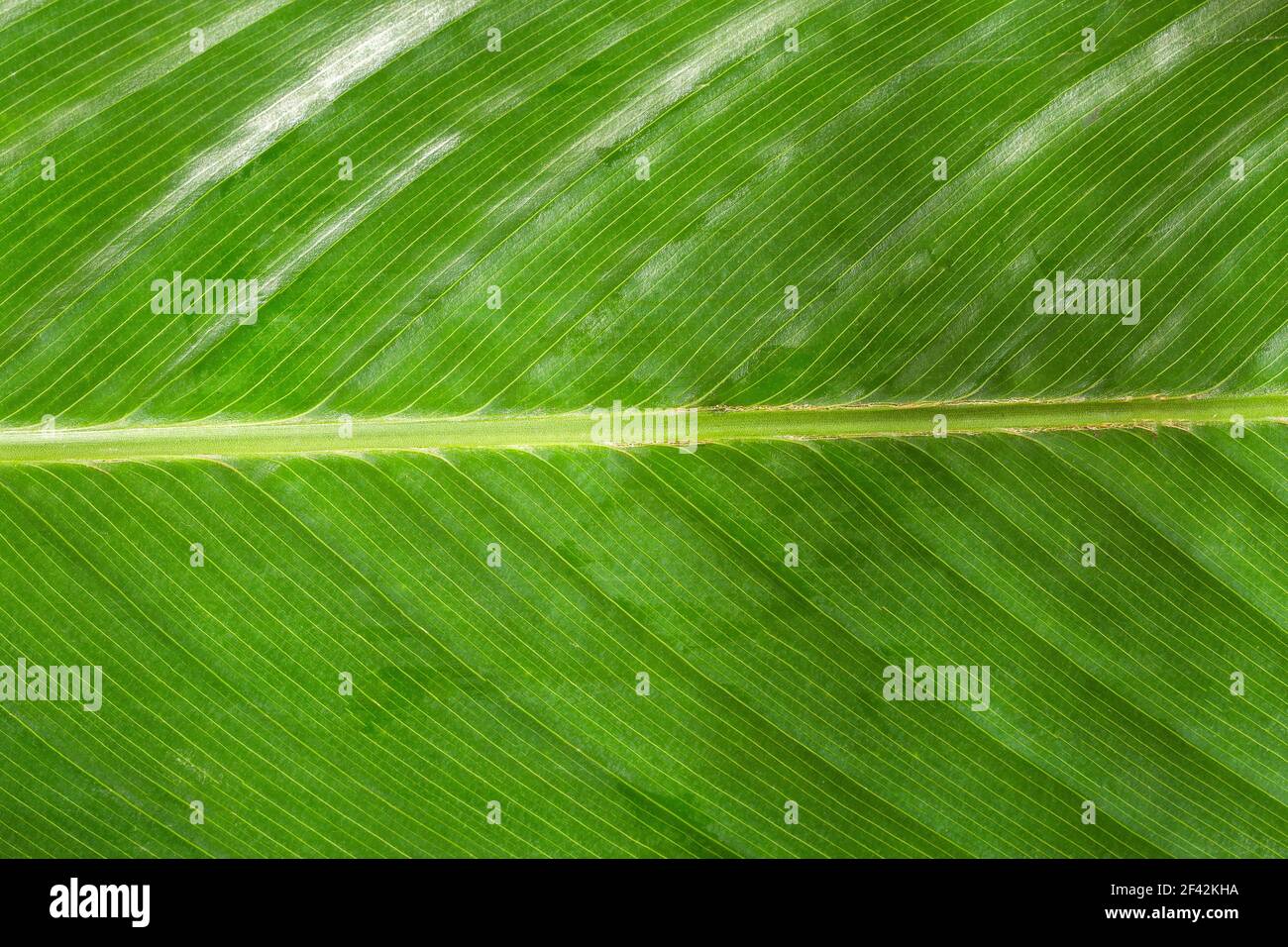 Green leaves of bijao - Calathea lutea Stock Photo - Alamy