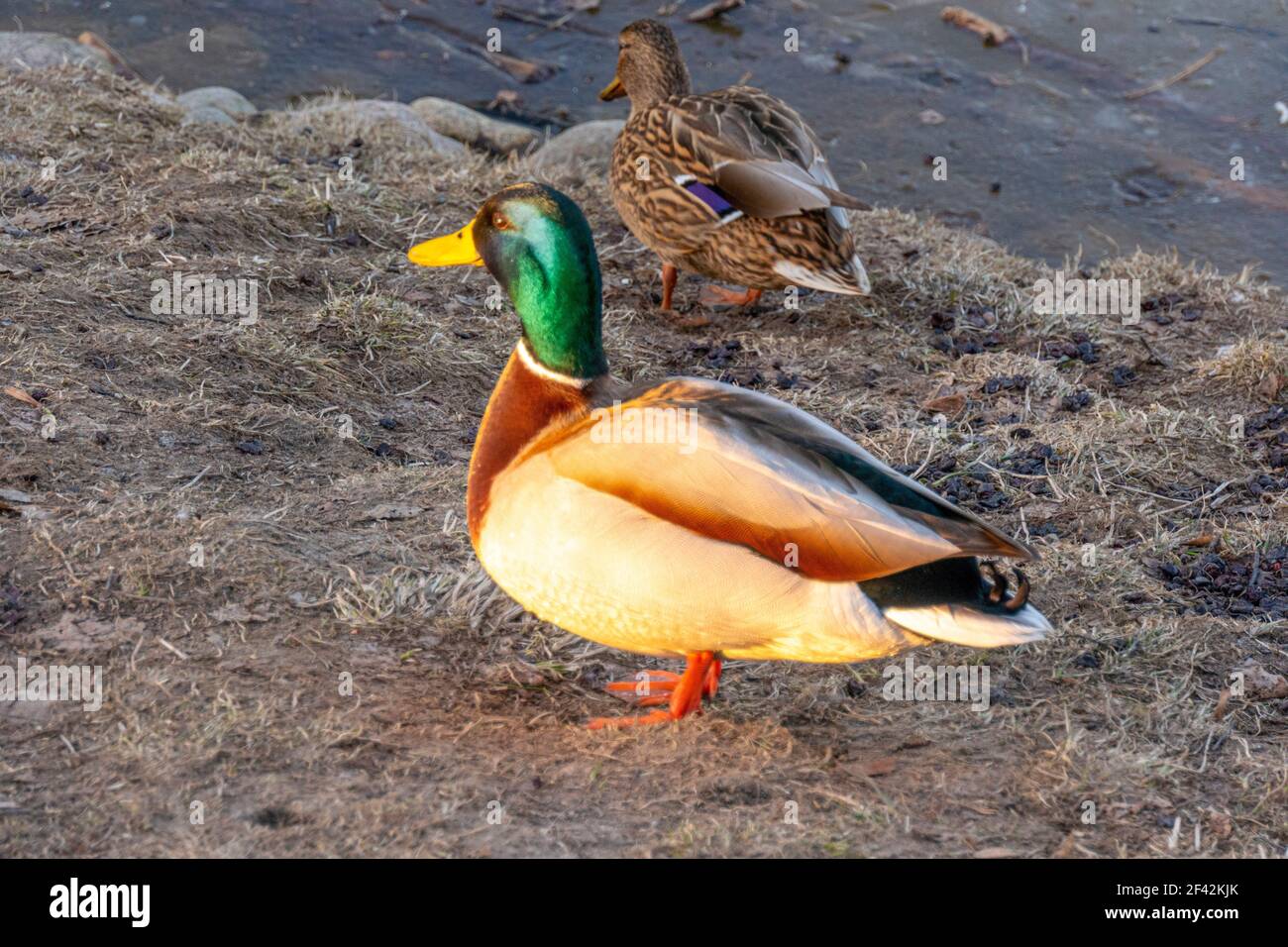 drake Copy space for text. Wild life of animals near people Stock Photo ...