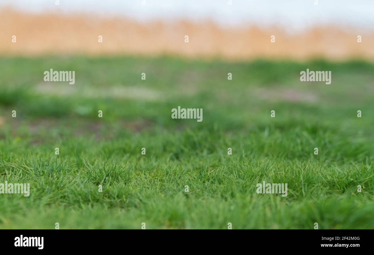spring lush green grass grows densely Stock Photo - Alamy