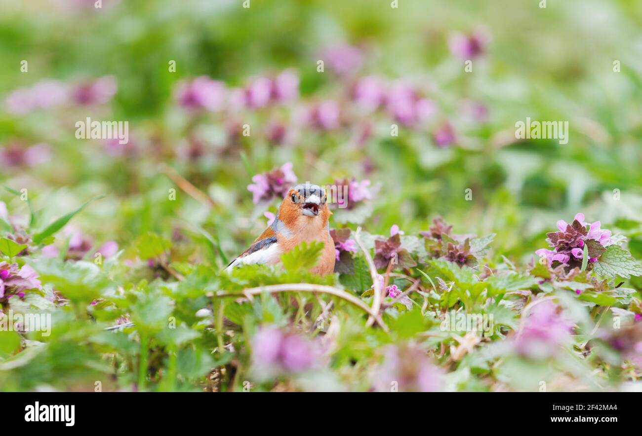 wild bird sings a song among spring flowers Stock Photo - Alamy