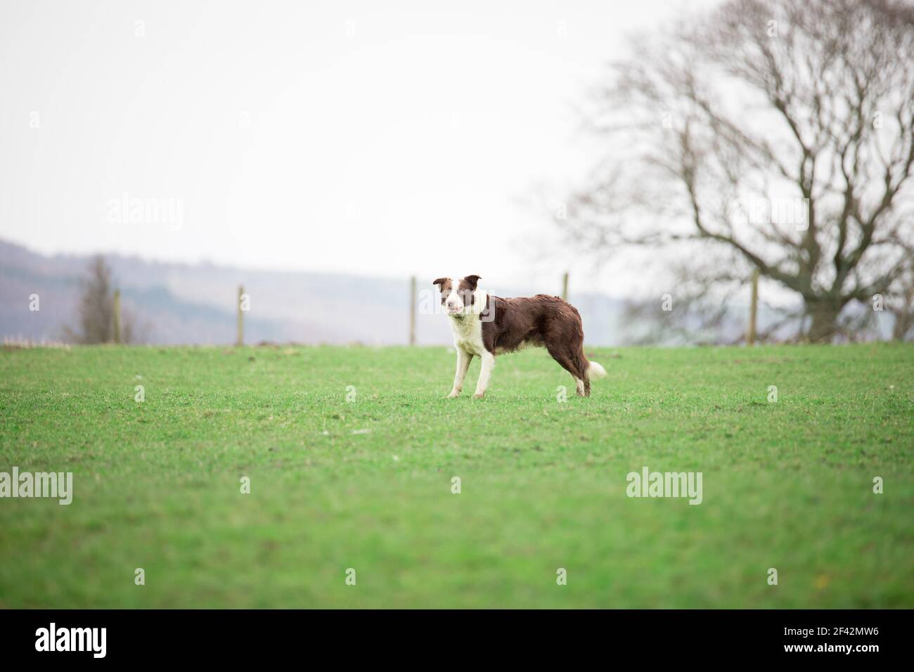 Border Collie sheepdog herding sheep on grass Stock Photo - Alamy