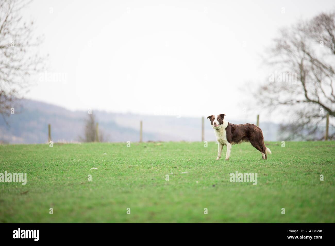 Border Collie sheepdog herding sheep on grass Stock Photo - Alamy