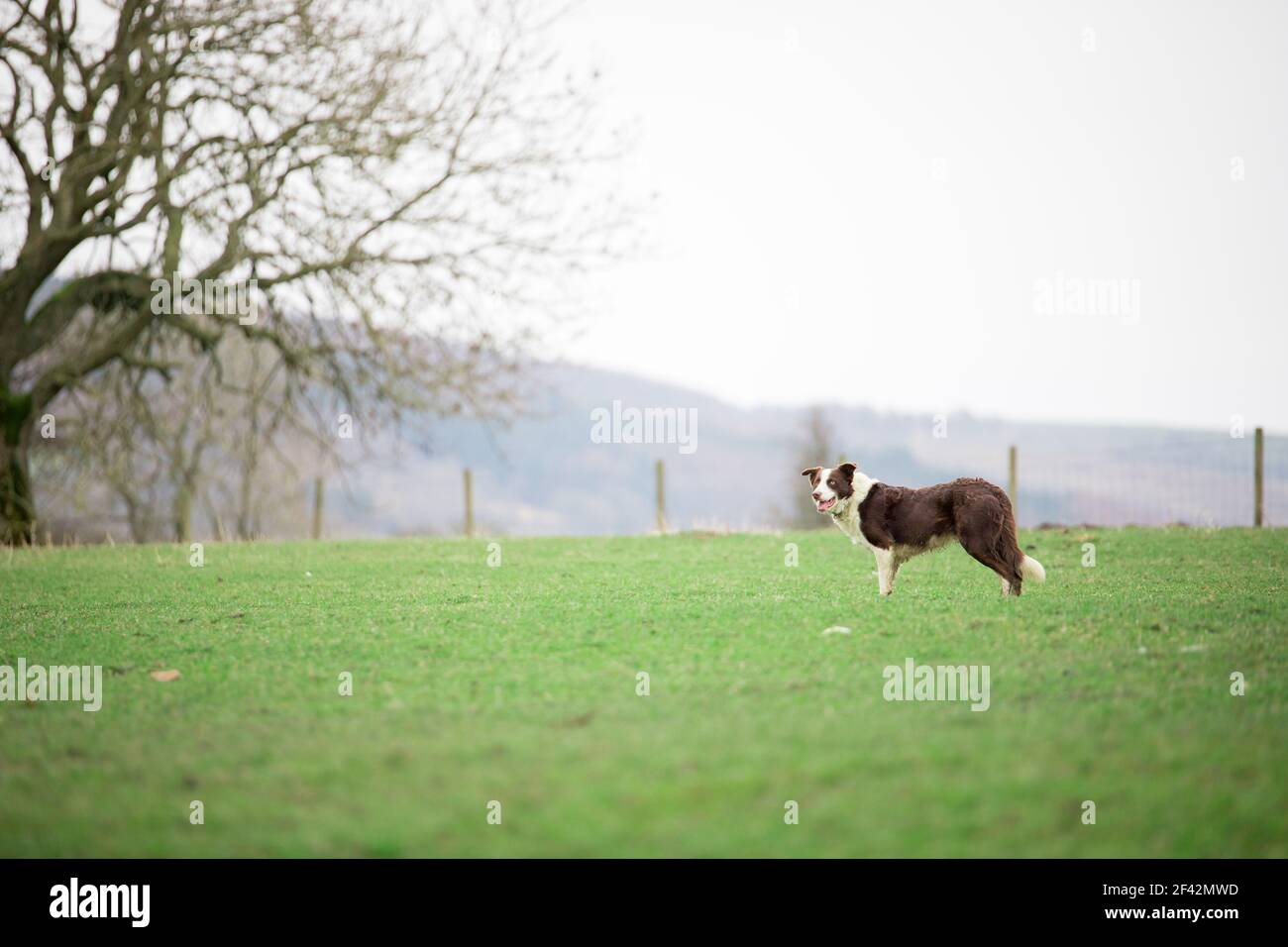 Sheepdog herding sheep hi-res stock photography and images - Alamy