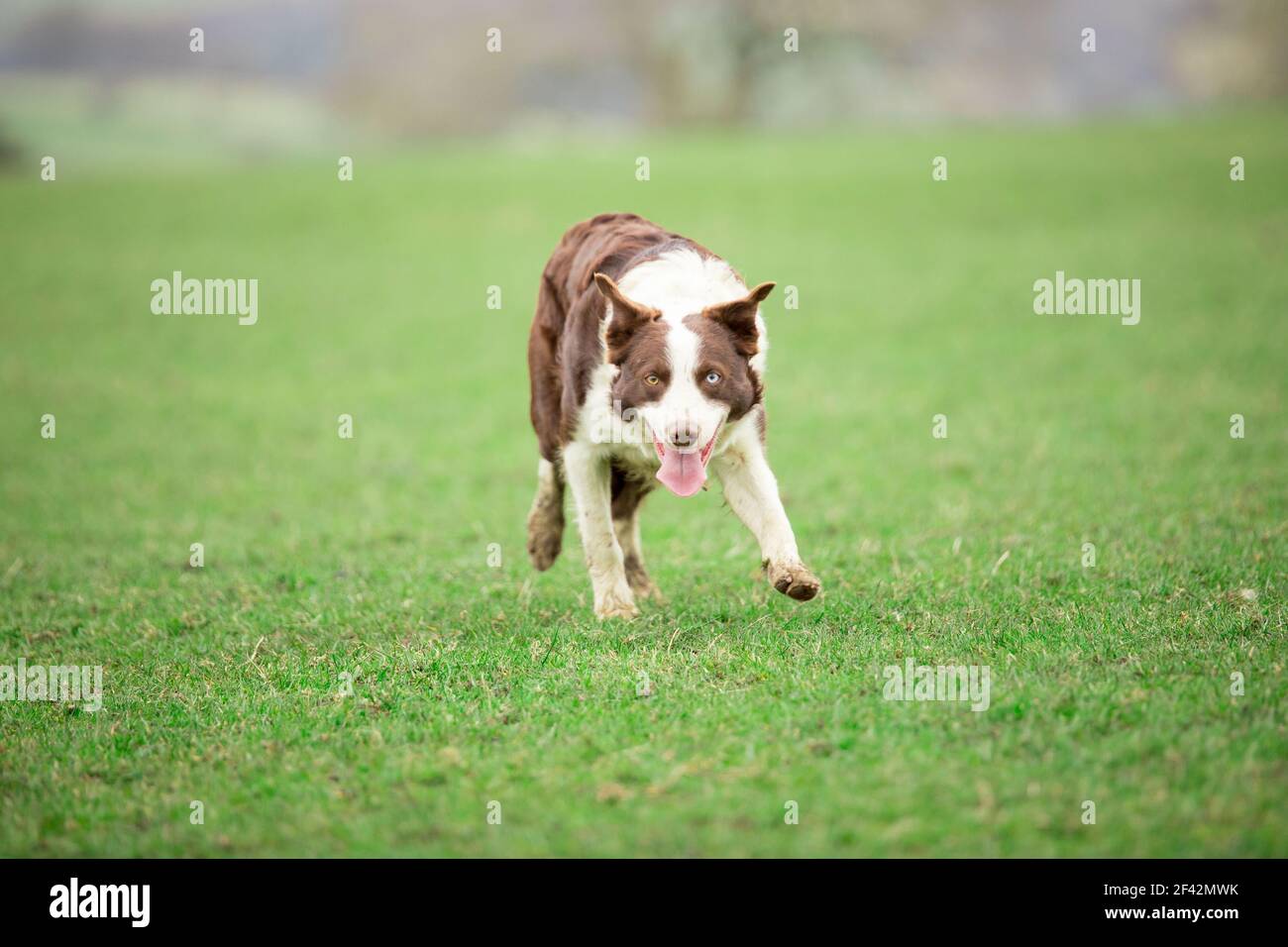 Border Collie sheepdog herding sheep on grass Stock Photo - Alamy