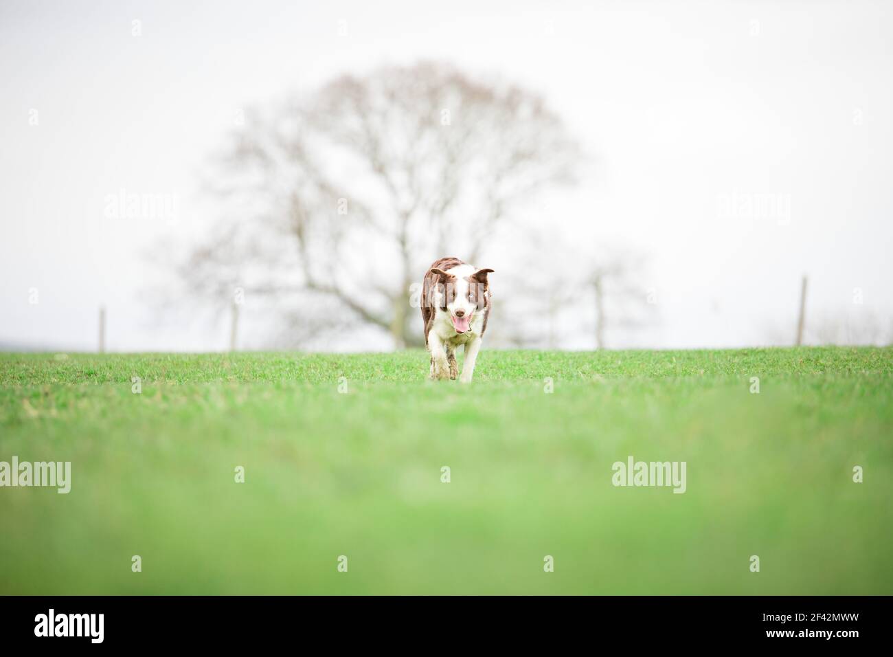 Border Collie sheepdog herding sheep on grass Stock Photo - Alamy