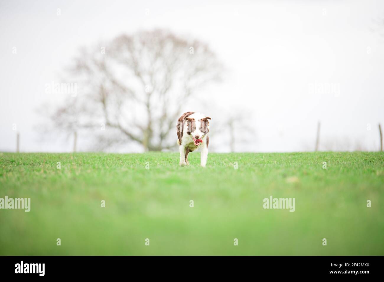 Border Collie sheepdog herding sheep on grass Stock Photo - Alamy