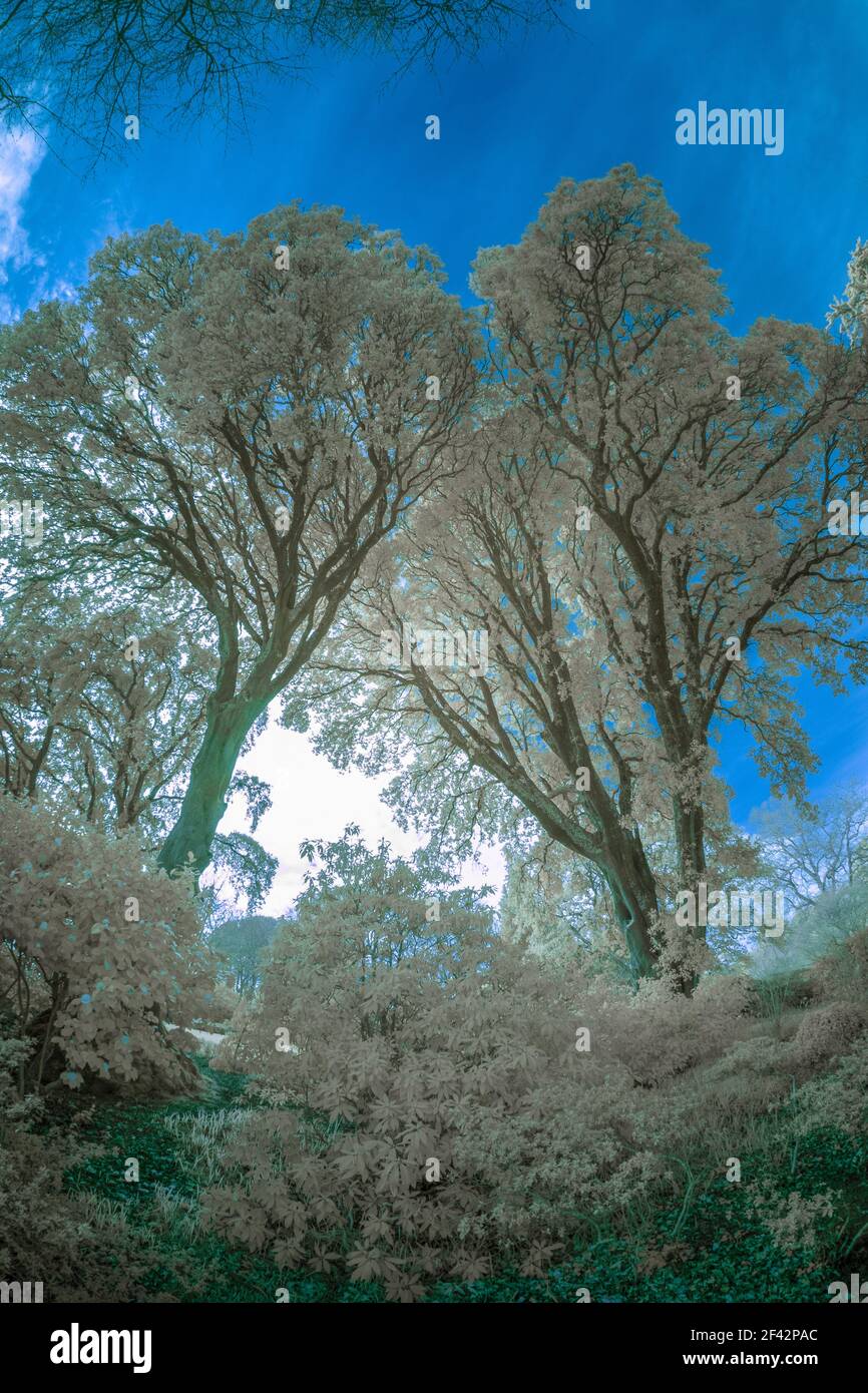infrared trees in woodland cornwall england uk Stock Photo - Alamy