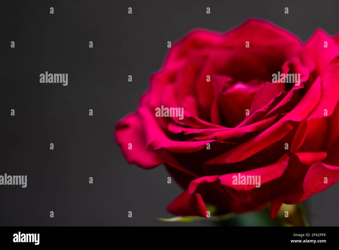 beautiful and shiny red rose on a black and sad or romantic background ...