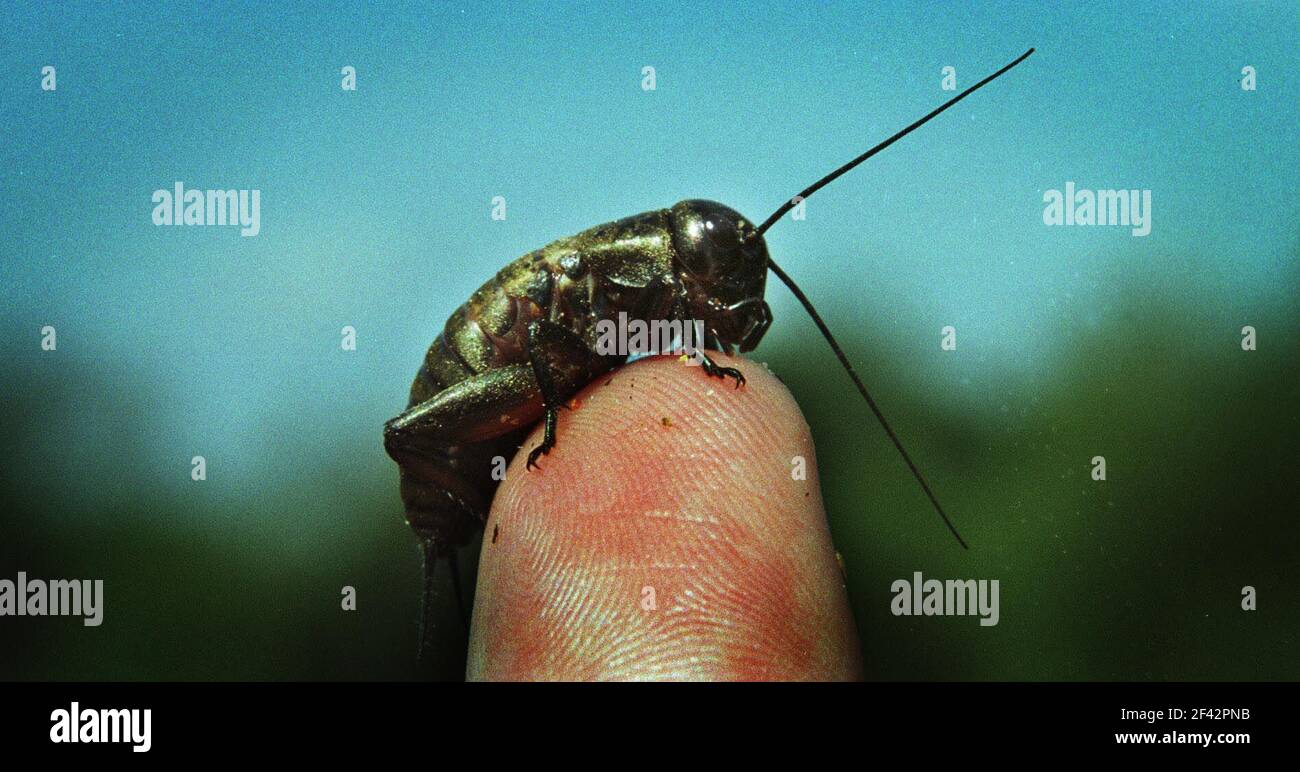One of the 2000 captive bred Brittish Field Crickets released in the ...