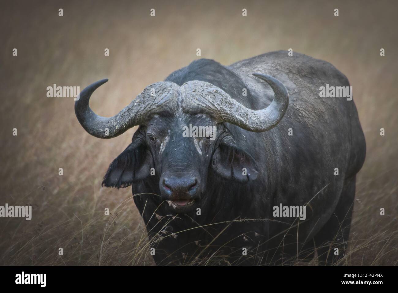 A closeup of an African buffalo in the Maasai Mara National Reserve ...