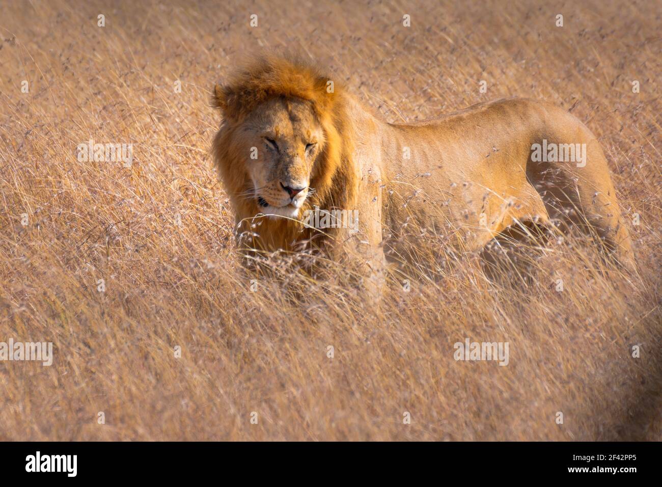 A proud lion standing in golden grass in the Maasai Mara National ...