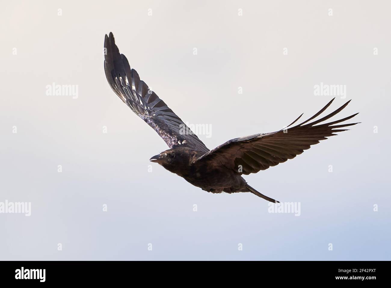 Common raven in flight (Corvus corax Stock Photo - Alamy