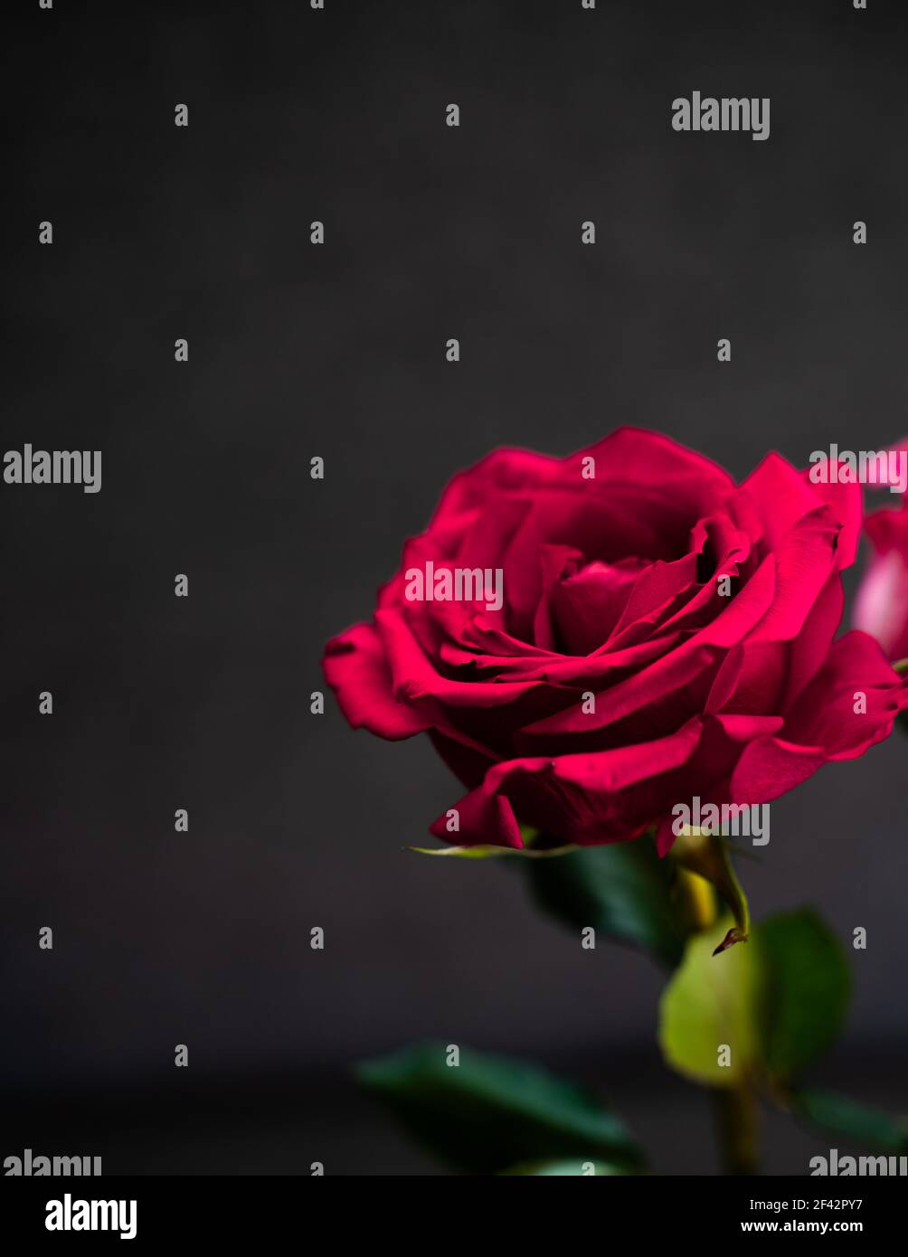 beautiful and shiny red rose on a black and sad or romantic background ...