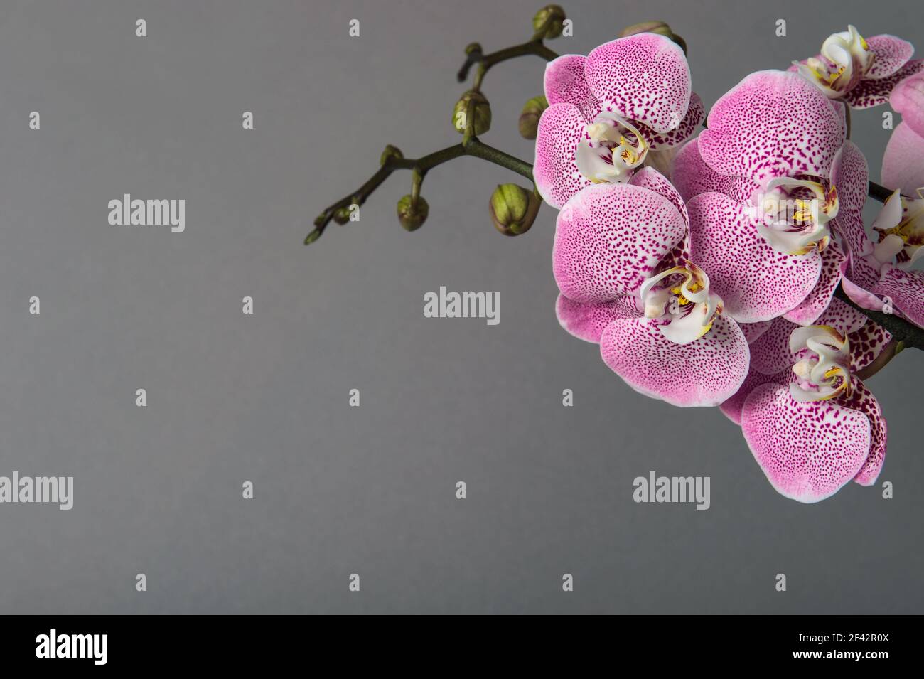 Bouquet flowers on gray hi-res stock photography and images - Alamy