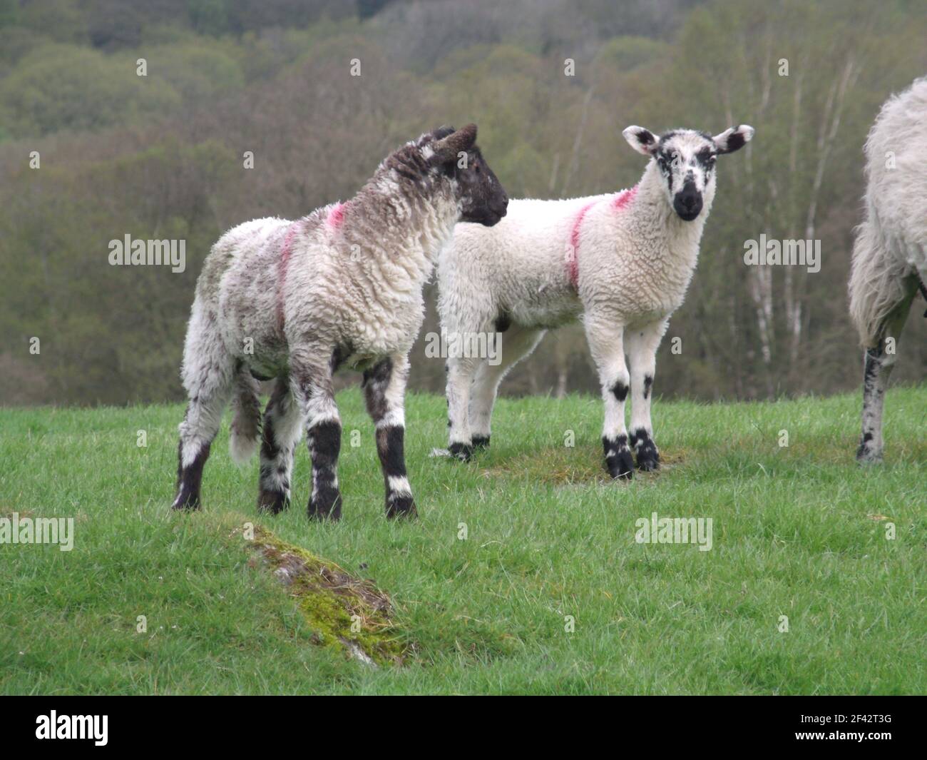 Young shee hi-res stock photography and images - Alamy
