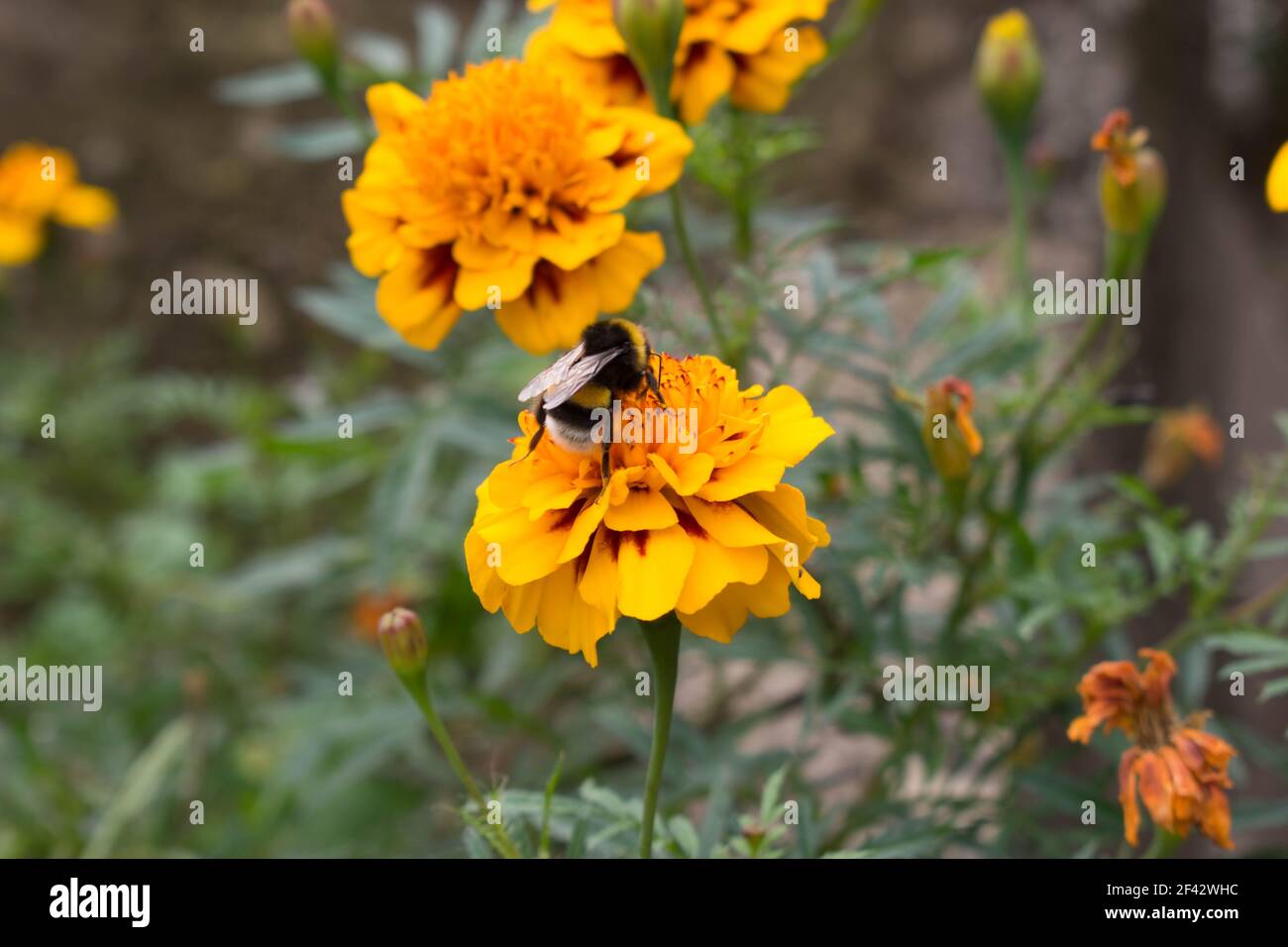 Bee collects nectar sitting on an orange marigold. Bee on blossoming ...