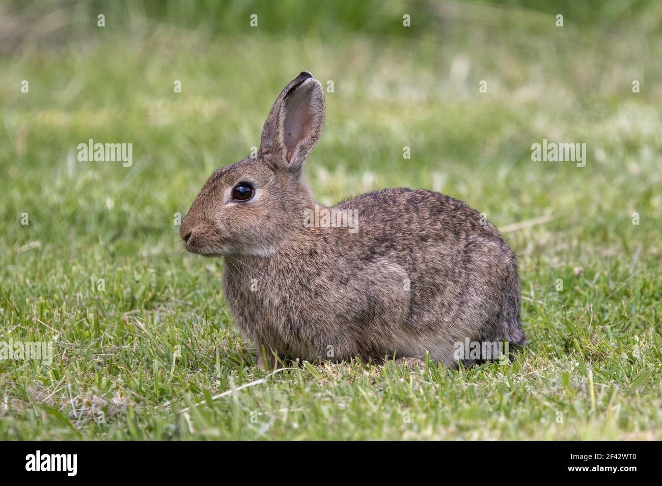 Feral rabbit australia hi-res stock photography and images - Alamy