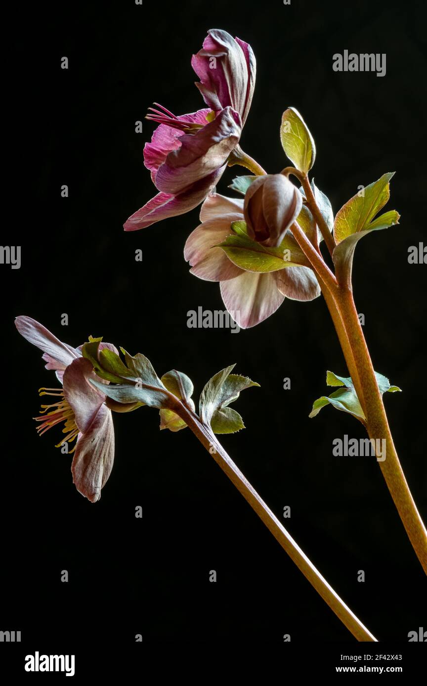 Lenten roses hi-res stock photography and images - Alamy