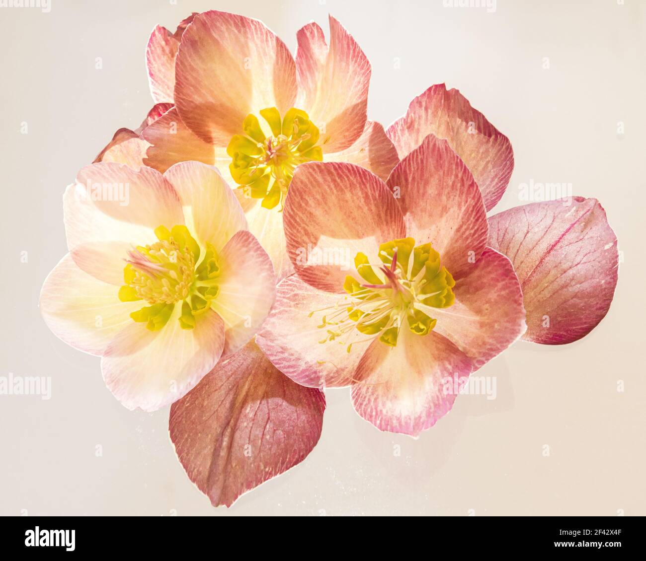 Lenten Roses High Resolution Stock Photography and Images - Alamy