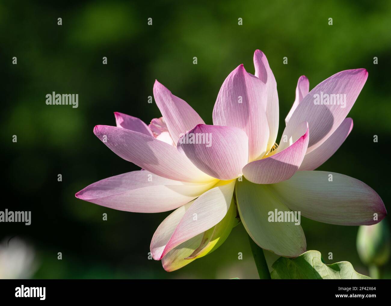 Indian lotus hi-res stock photography and images - Alamy