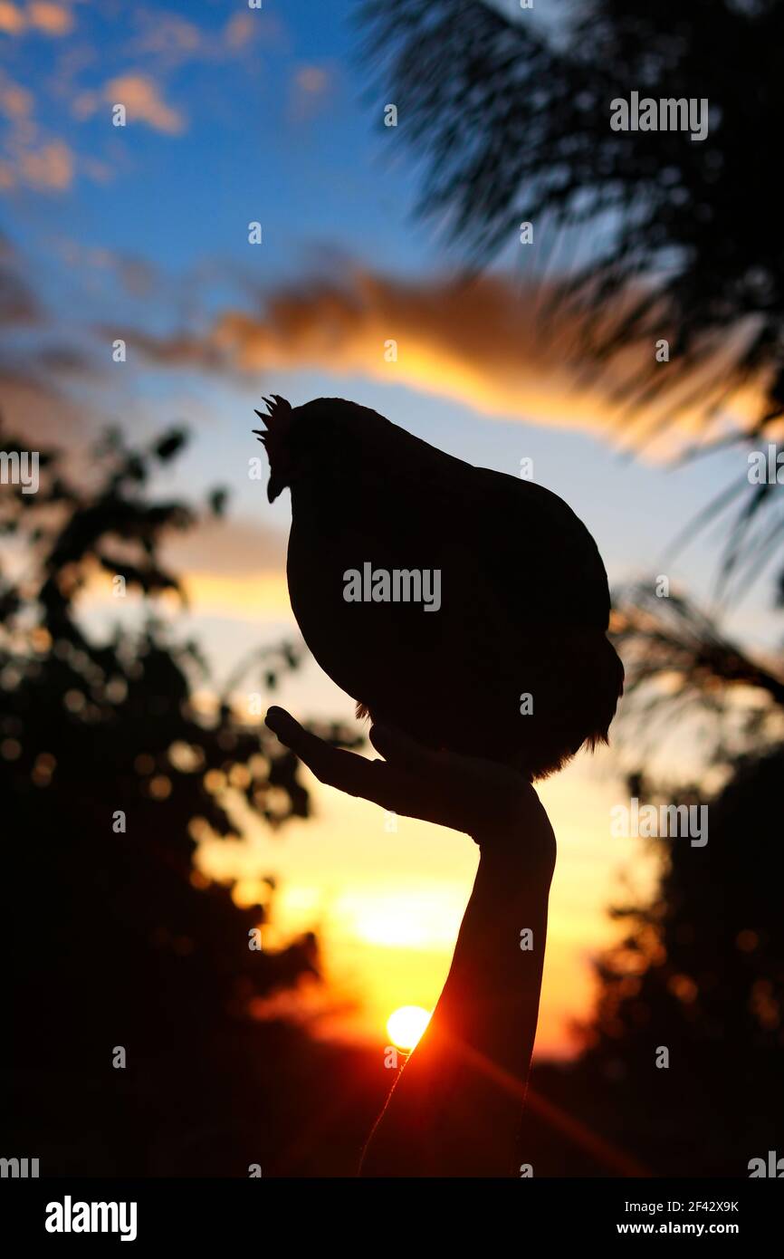 African Sunset With Hen Stock Photo - Alamy