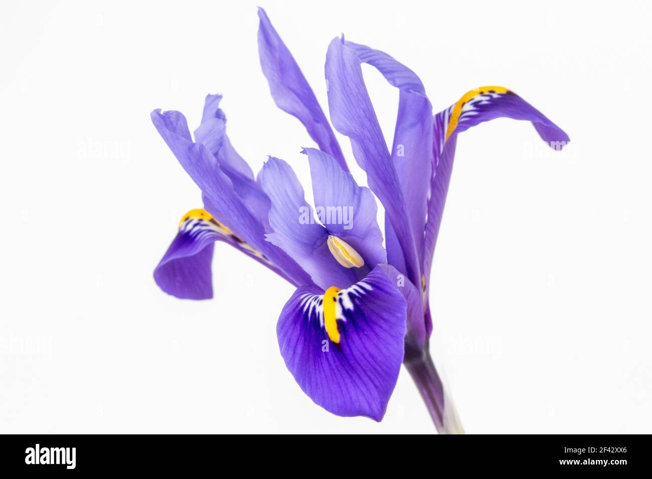 Iris reticulata Cut Out Stock Images & Pictures - Alamy