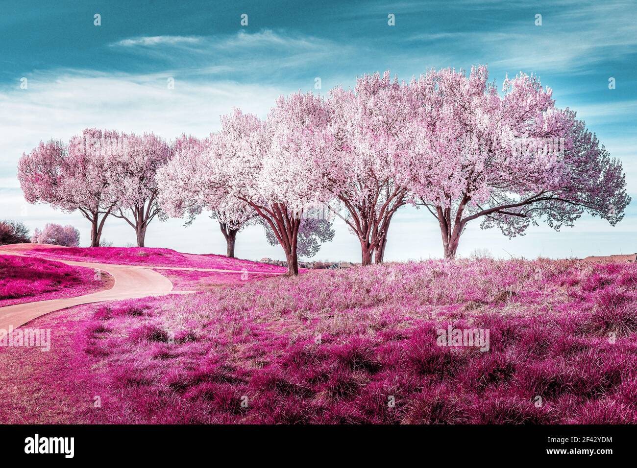 Bradford pear tree in bloom hi-res stock photography and images - Alamy