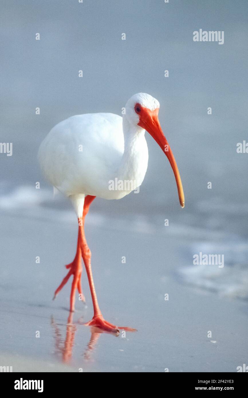 North America; United States; Florida; Everglades; Birds; Wading Bird ...