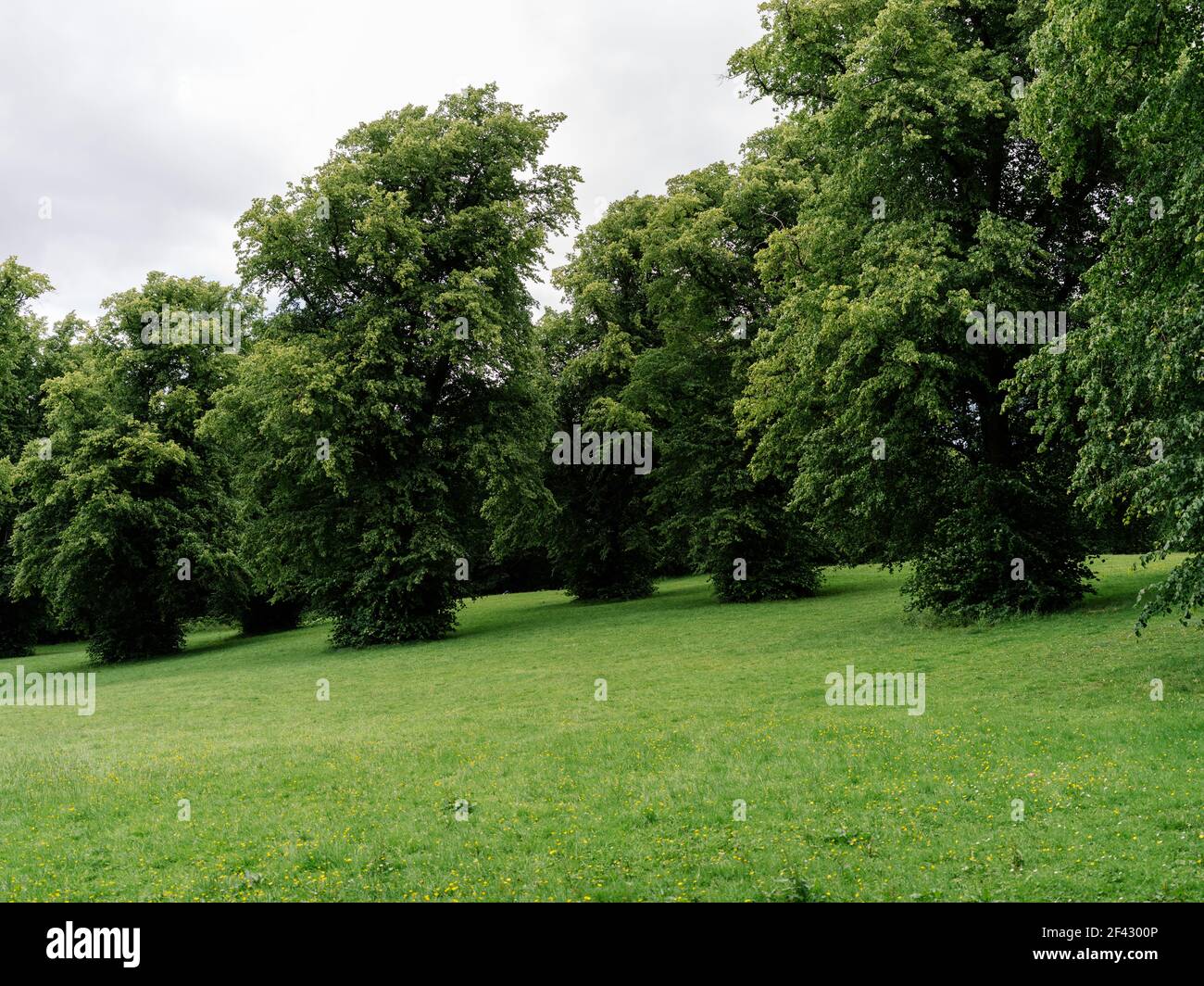 Grouping trees hi-res stock photography and images - Alamy