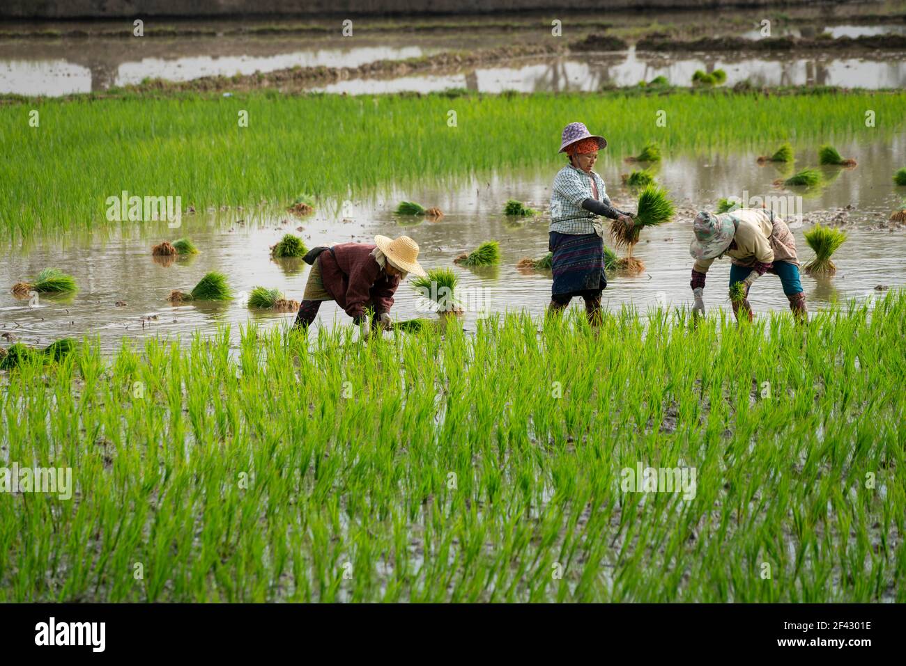 Three farmers hi-res stock photography and images - Alamy
