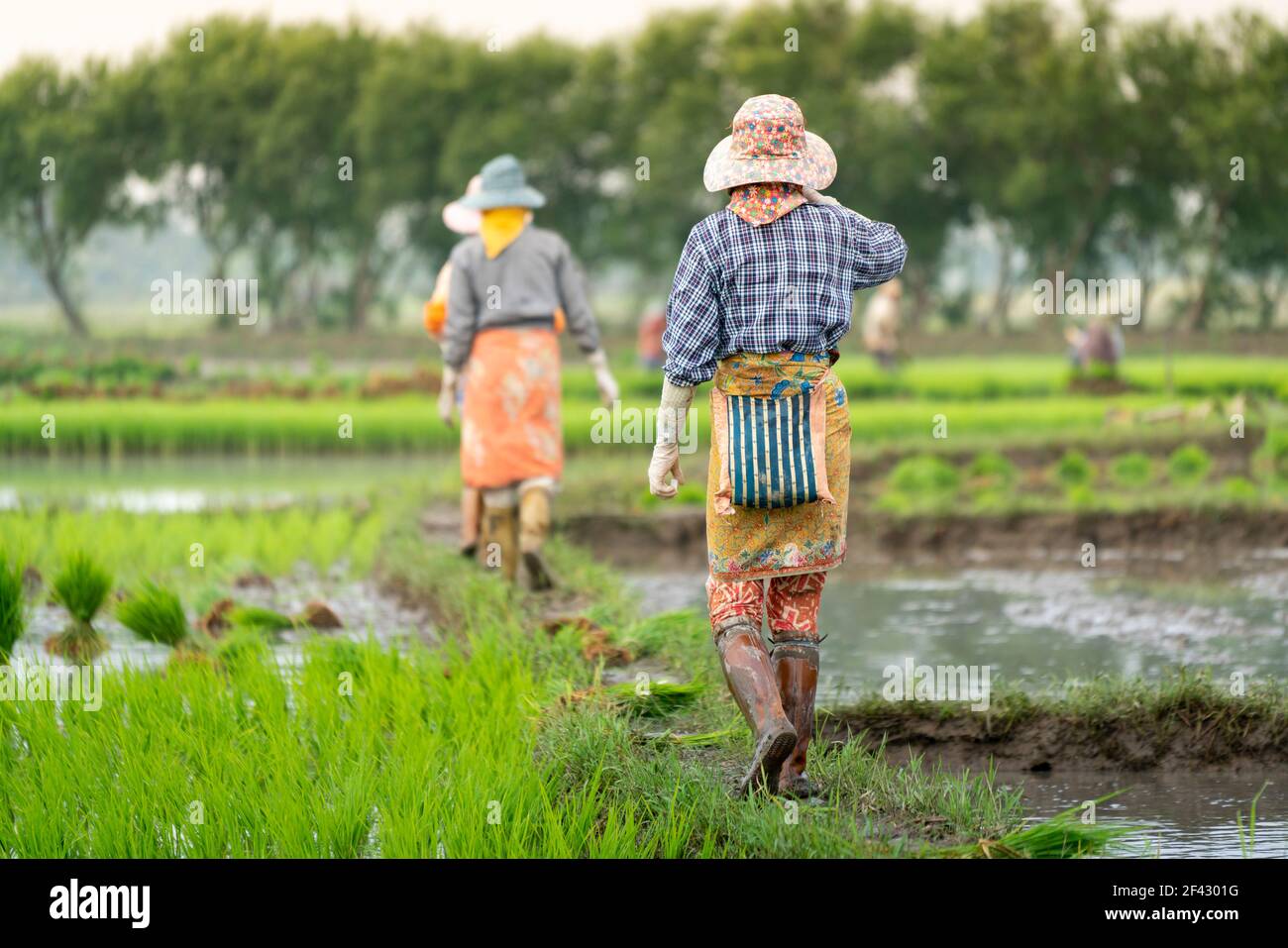 Farmers walking on path on rice field, Kengtung, Myanmar Stock Photo ...