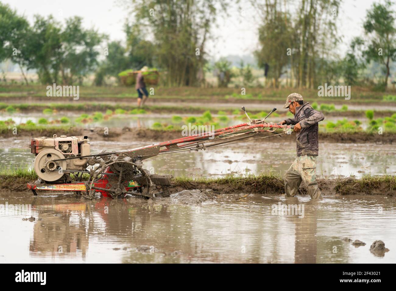 Male worker ploughing rice field in deep mud and water, Kengtung ...