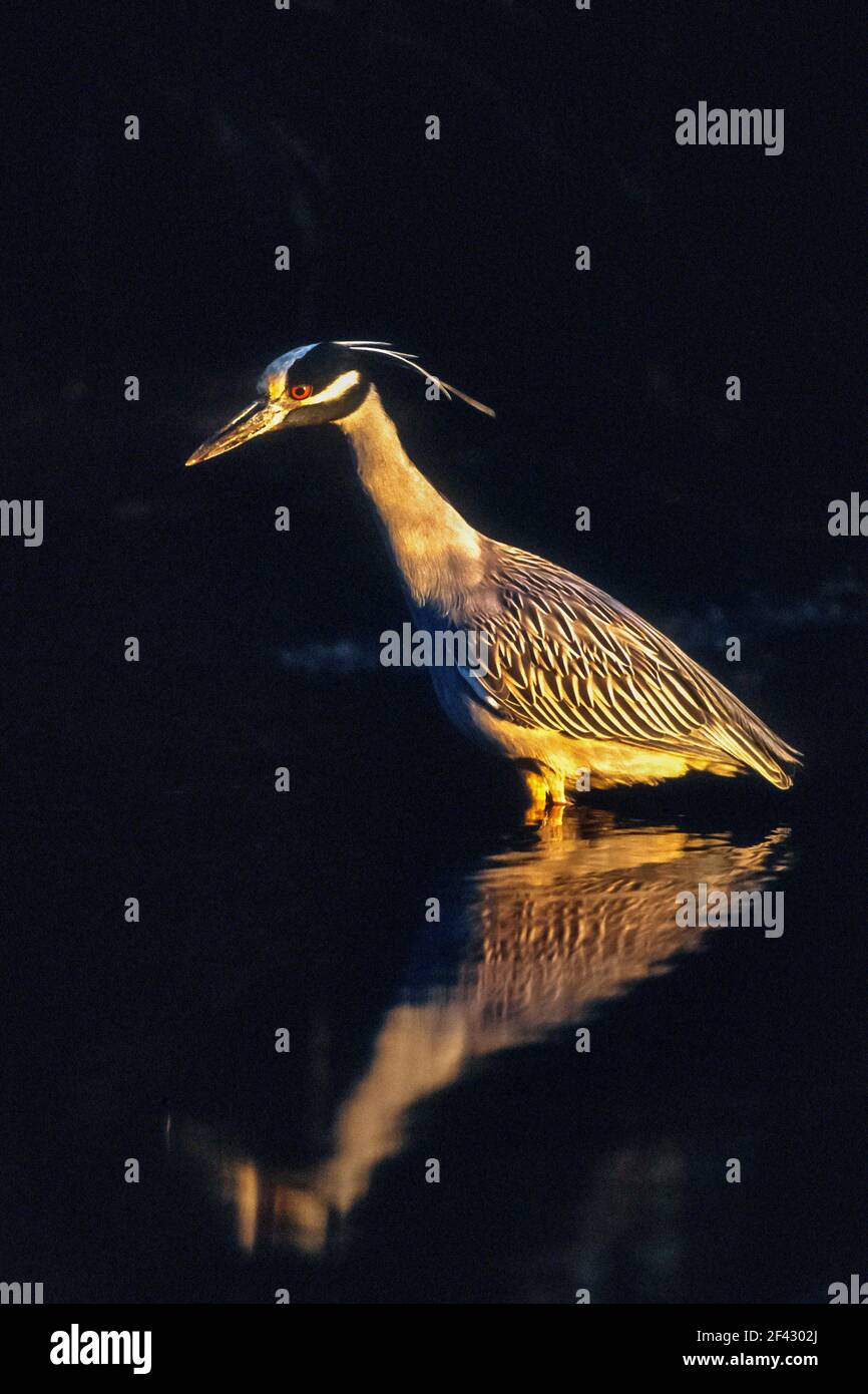 North America; United States; Florida; Everglades; Birds; Wading Bird ...