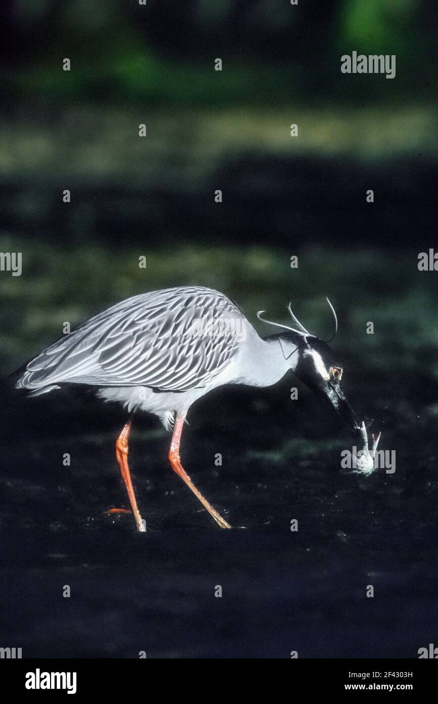 North America; United States; Florida; Everglades; Birds; Wading Bird ...