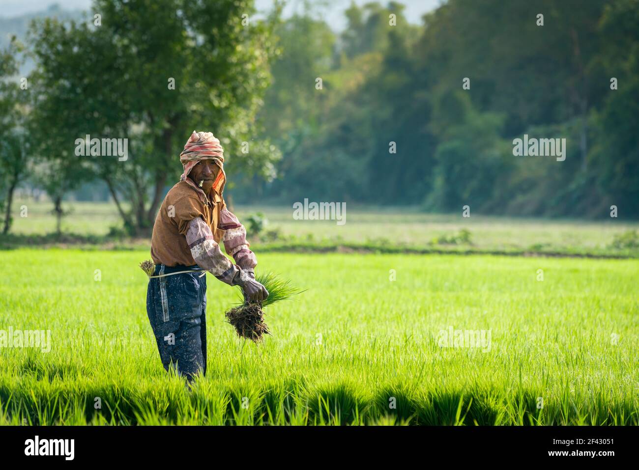 Farmer rice field hi-res stock photography and images - Alamy