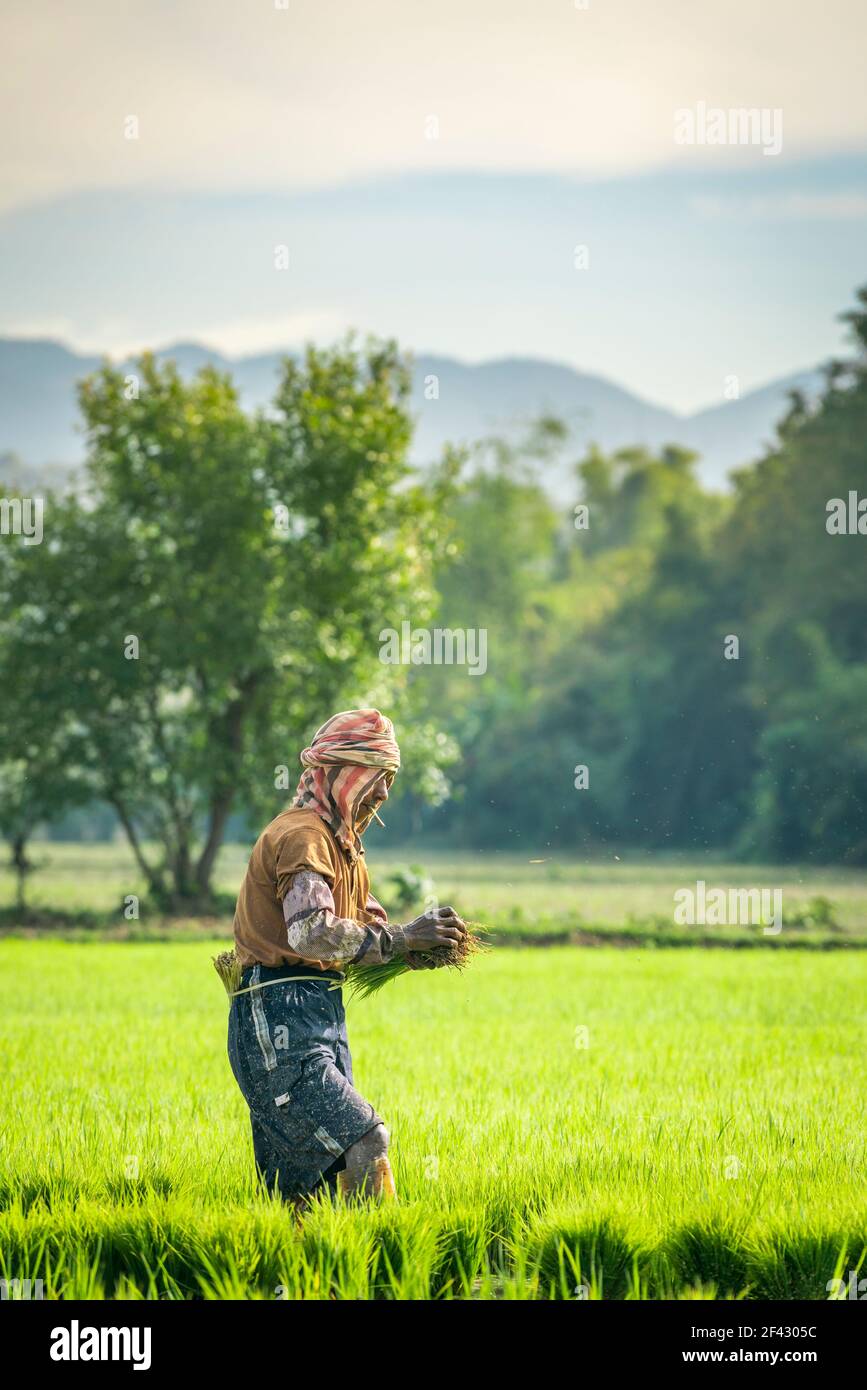 Farmer rice field hi-res stock photography and images - Alamy
