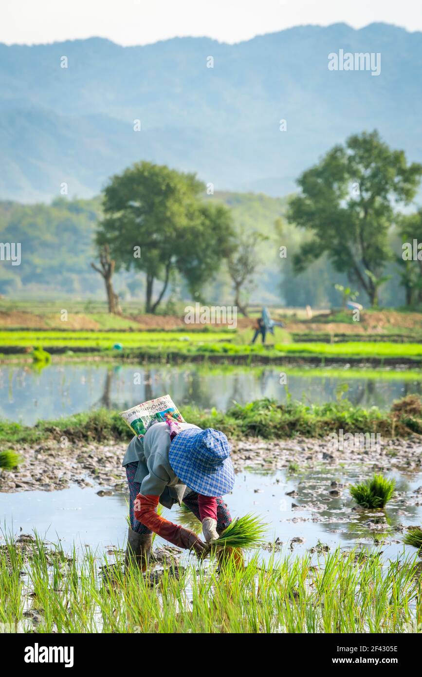 Female asian farmer hi-res stock photography and images - Alamy